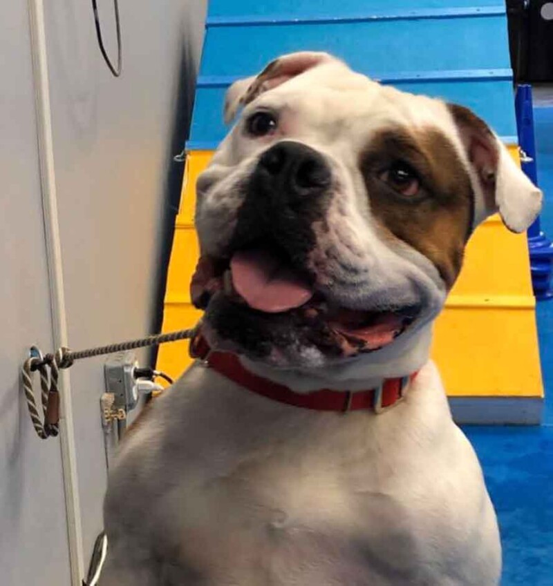 Behavior-Plus-Doggo - Gun For Hire Academy