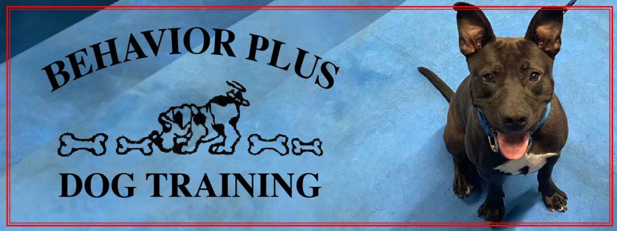 Behavior Plus Dog Training - Gun For Hire Academy