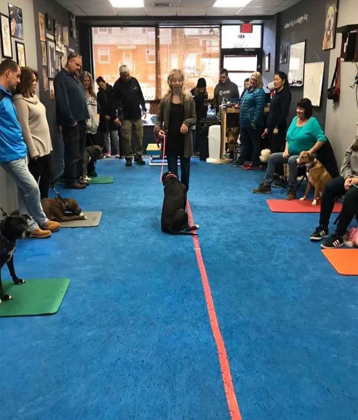 Behavior Plus Dog Training - Gun For Hire Academy