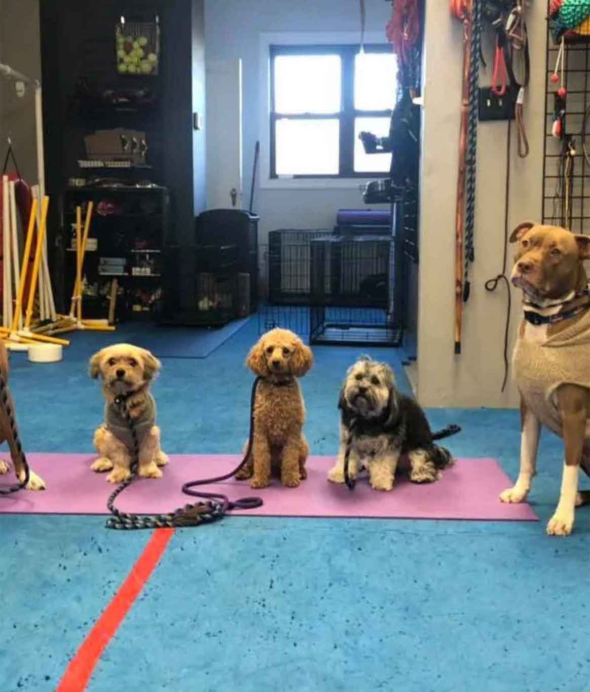 Behavior Plus Dog Training - Gun For Hire Academy